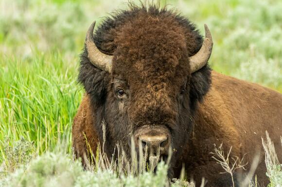 How Bison Are Restoring Grasslands Across America - NewsBreak