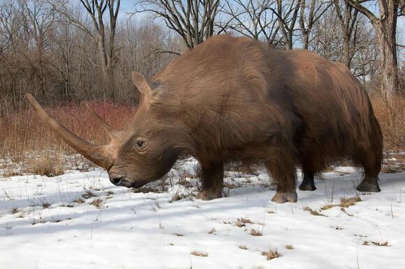 13 Animals That Lived Alongside Early Humans - NewsBreak