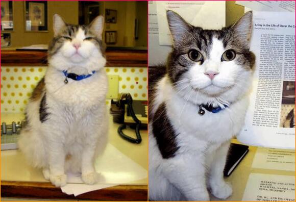 Meet Oscar: The Cat Who Could Predict Death and Comfort Patients in a ...