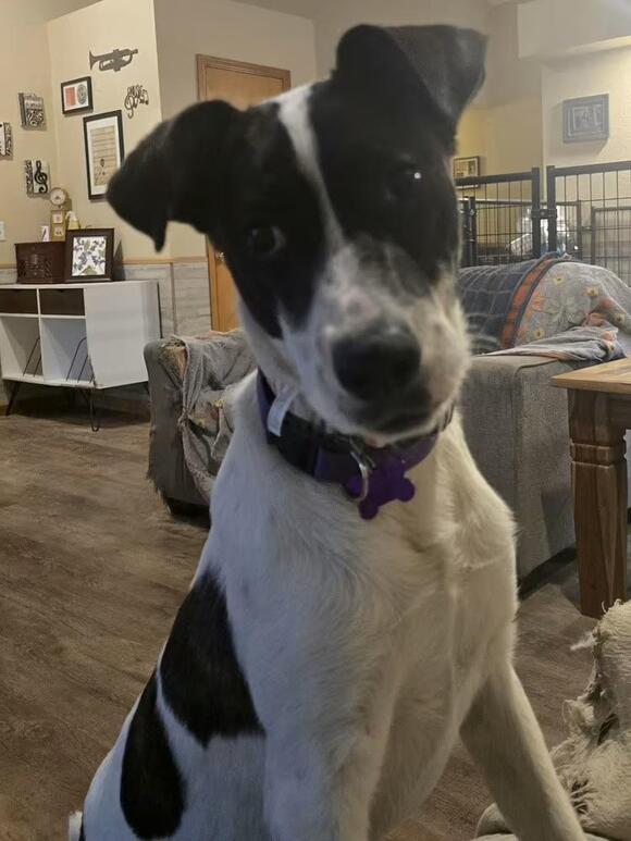 🐶 Playful, Gentle & Loyal Dogs Ready for Adoption in Colorado Springs ...