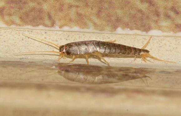 What Attracts Silverfish — And How To Get Rid Of Them - NewsBreak