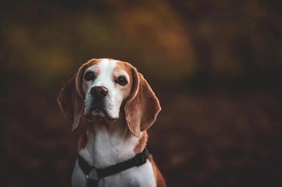 12 Dog Breeds That Are Unbelievably Gentle With Children - NewsBreak