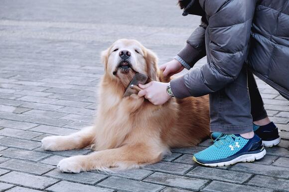 Which Zodiac Signs Make the Best Dog Trainers (and Which Don’t ...
