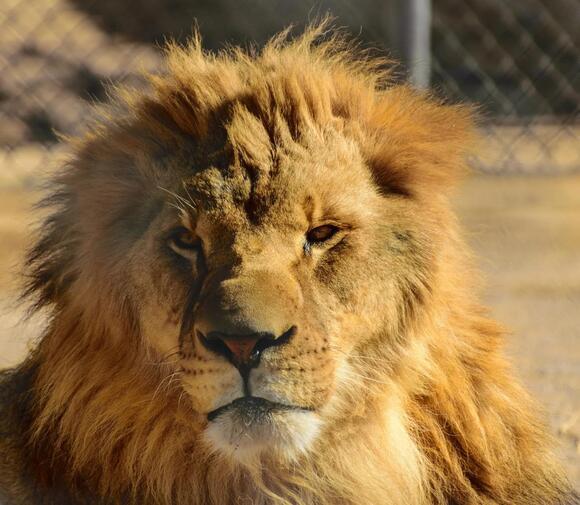 Panthera Atrox: The “American Lion” That Dwarfed Today’s Big Cats ...