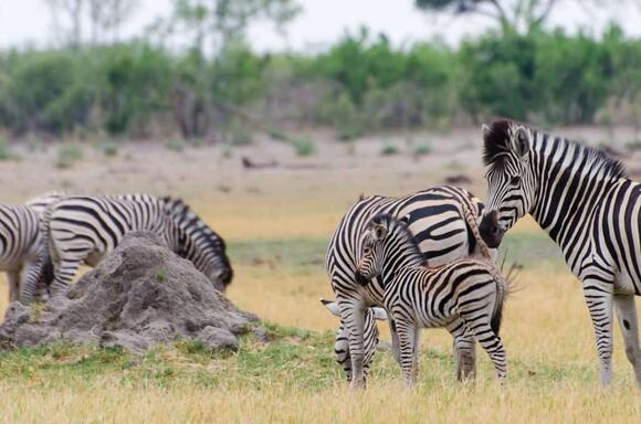 The Ongoing Fight to Protect Endangered Zebra Species - NewsBreak
