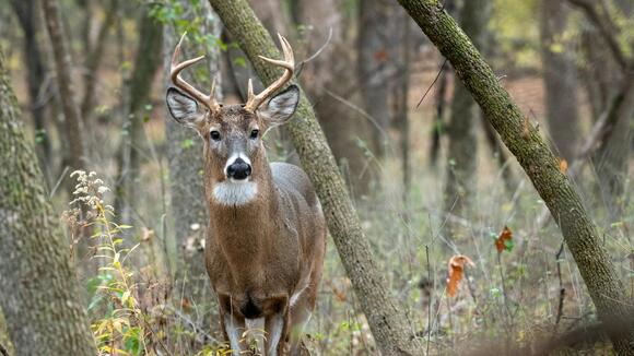 What this deer season revealed about herd health nationwide - NewsBreak