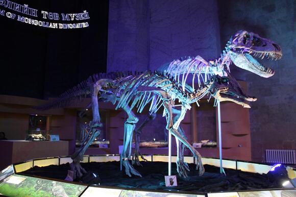 How Fossils Get Lost in Museum Basements for Decades - NewsBreak