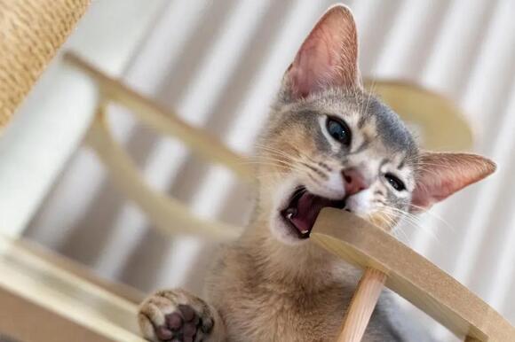 12 Cat Breeds Known for Their Hilarious Antics - NewsBreak