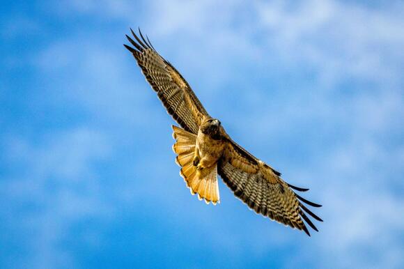 10 Record-Breaking Animals That Hold the Title for Biggest, Fastest ...