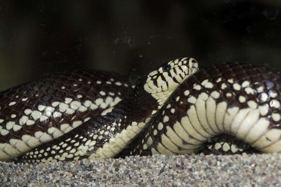 14 Most Beautiful Snakes Found in the Wild - NewsBreak