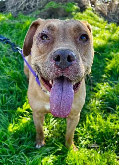 🐶 Friendly & Resilient Dogs Waiting for Homes in Pasco - NewsBreak