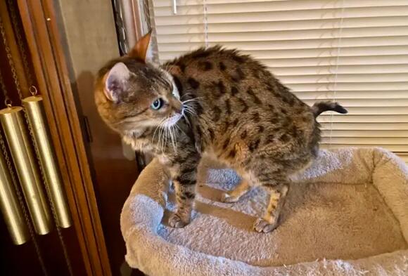 Heartbreaking Senior Bengal Cat Daisy Rejected for 15 Years Finally ...