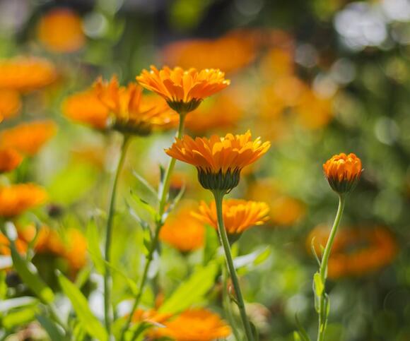 The Solstice Ritual That Turns A Simple Wildflower Walk Into A Sensory ...