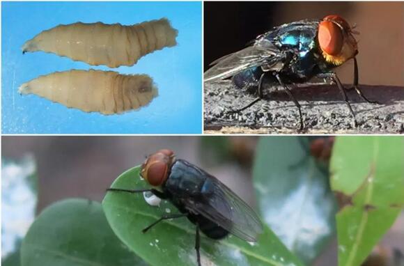 New Yorkers Urged To Know Signs Of Rare Parasite - NewsBreak