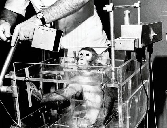 How Albert II Became the First Monkey to Travel to Space and Survive ...