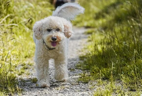 The Most Popular Dog Breeds in California According to Vets - NewsBreak
