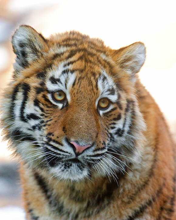 8 Cat Breeds That Thrive in Cold Climates (Yes, Even With Tiny Paws ...