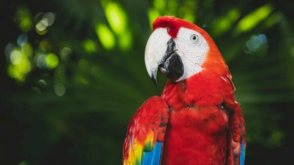 How Parrots Learn to Mimic Human Speech—Backed by Science - NewsBreak