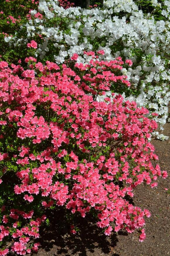 7 Stunning New Plant Varieties for 2026 Every Gardener Will Want ...
