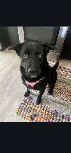 🐶 Gentle Seniors & Loyal Companions Ready for Adoption in Casa Grande ...