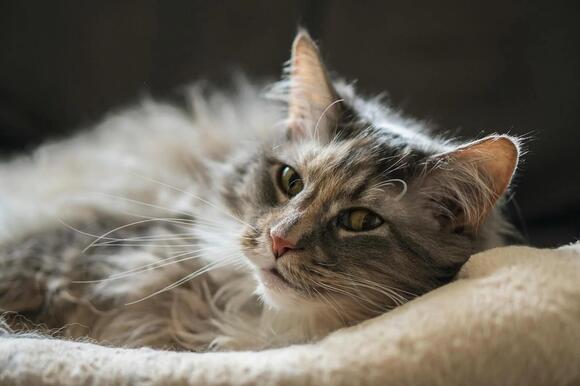 10 Cat Breeds That Are Always Calm and 5 That Get Easily Stressed ...