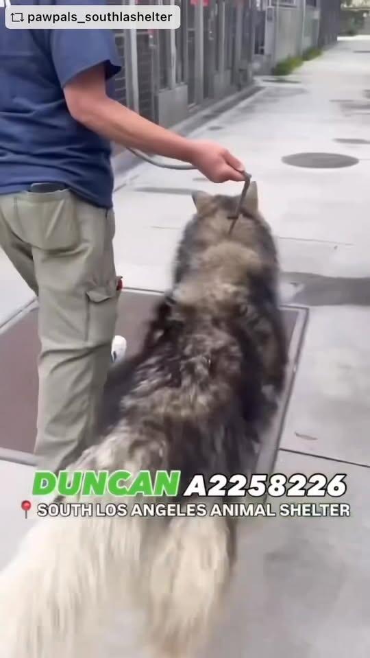 6-Year-Old Dog Duncan Awaits Adoption in South L.A. - NewsBreak