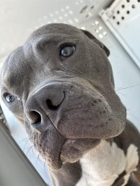 🐶 Playful, Loyal & Loving Dogs Ready for Adoption in Stockton - NewsBreak