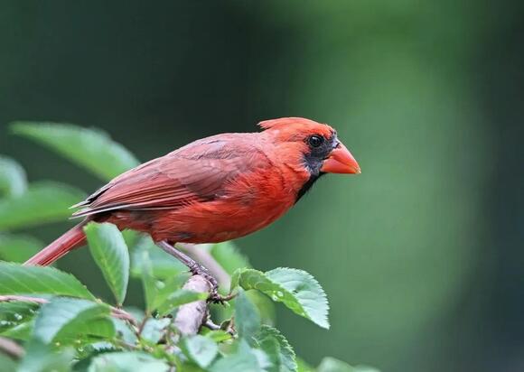 8 Things Cardinals Do That Mean a Harsh Winter Is Coming (Your ...