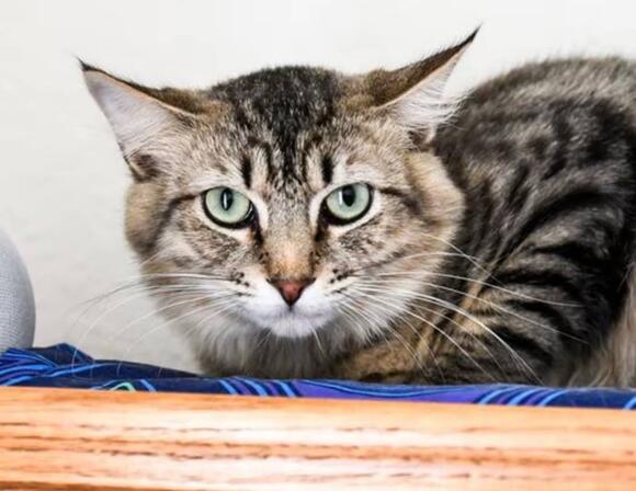 Meet The Handsome Maine Coon Cat, Jaden, Waiting for You and a Loving ...