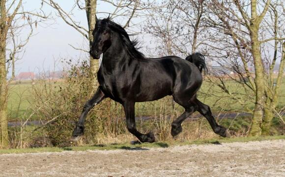 The Most Gorgeous Horse Breeds Galloping Across California Ranches ...