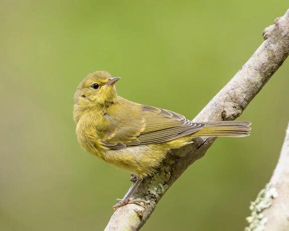 11 Yellow Birds You’ll Spot in California (With ID Tips) - NewsBreak