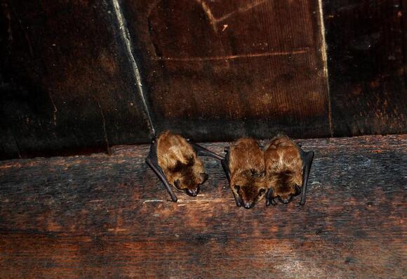 10 Animals That Can Sleep in the Most Unbelievable Ways - NewsBreak