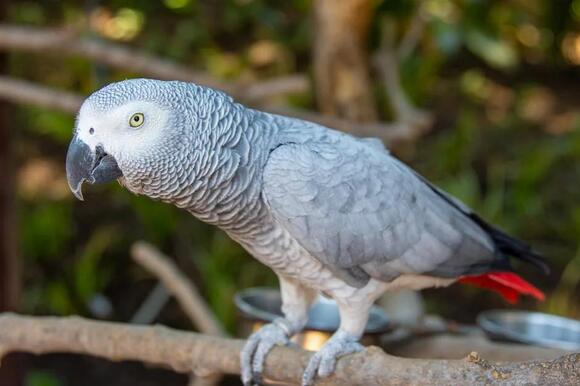 The Parrot That Can Speak Better Than a Human Toddler - NewsBreak