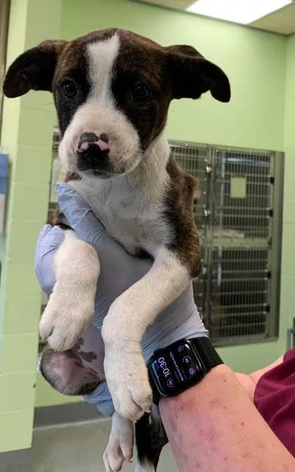 🐶 Playful Pit Bull Puppies Ready for Adoption in Longview - NewsBreak
