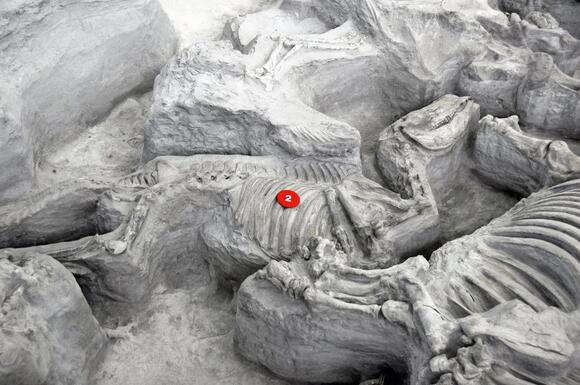 Why Do Some Animals Have Odd Numbers of Toes? - NewsBreak