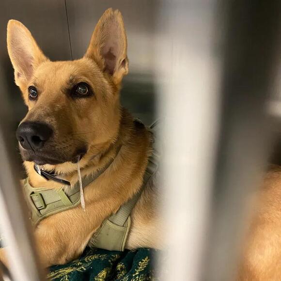 With 100+ dogs in desperate need of adoption, ACCT Philly is forced to ...