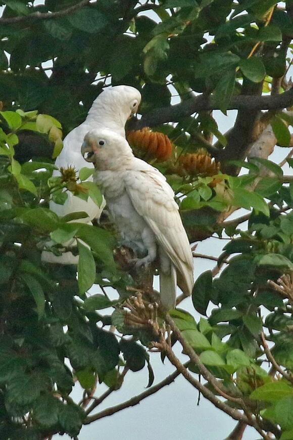 10 Facts About the Affectionate Goffin’s Cockatoo (The Bird Easiest to ...