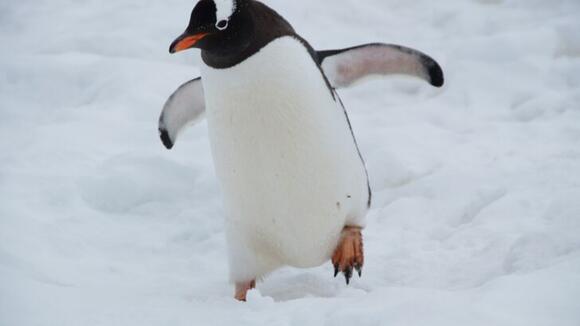 13 Fierce Moms in the Animal Kingdom - NewsBreak