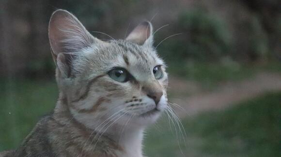The Hidden Emotional Life of Cats No One Talks About - NewsBreak