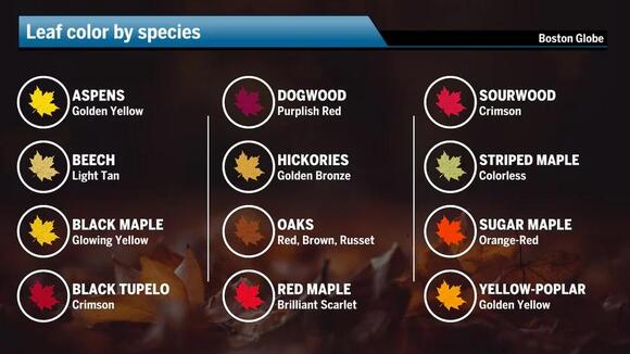 2025 fall foliage: The latest maps, dates for seeing the best fall ...