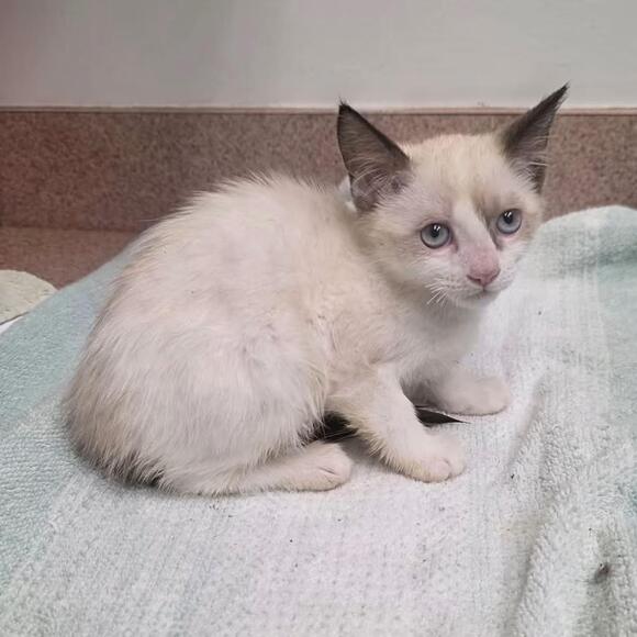 🐱 Playful Kittens Ready for Adoption in Caldwell, Idaho - NewsBreak