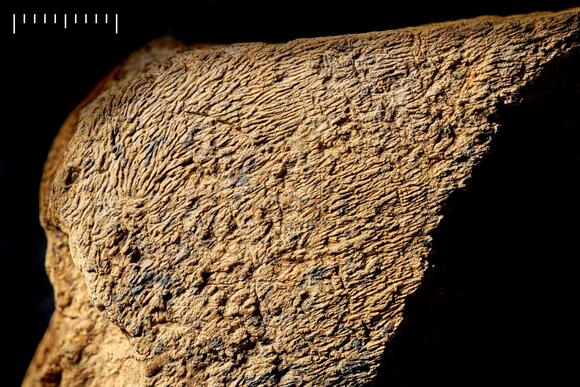 ‘Remarkable’ prehistoric elephant bone tool is oldest in Europe ...