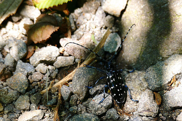 Do Not Step on This Red and Black Bug in Utah and Idaho - NewsBreak