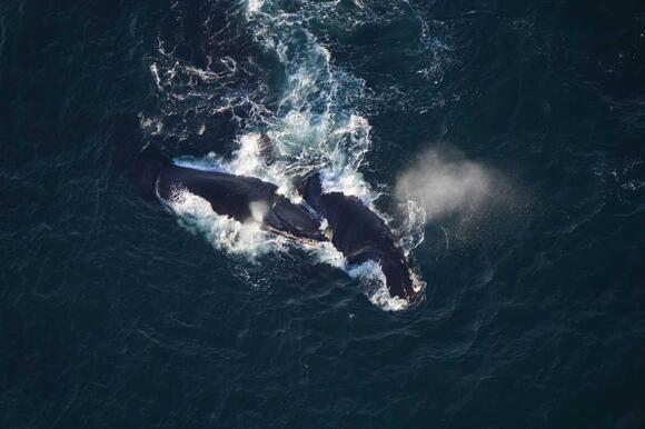 The Cape's Crusader Batman Among 20 Critically Endangered Right Whales ...