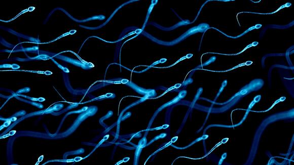 Older Men's Sperm Carry More Mutations, And They May Turn Harmful ...
