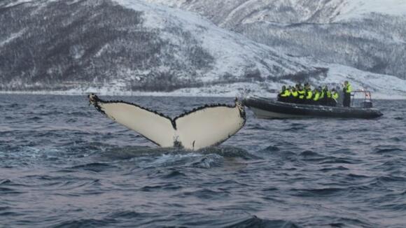 Reykjavík – Activists Board Whaling Ships, Trigger Court Case After Ban ...