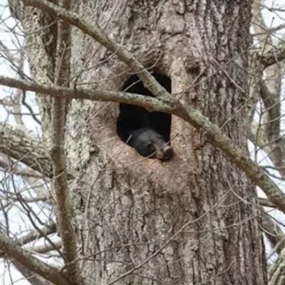 Where do black bears make dens in Virginia? Wildlife officials issue ...