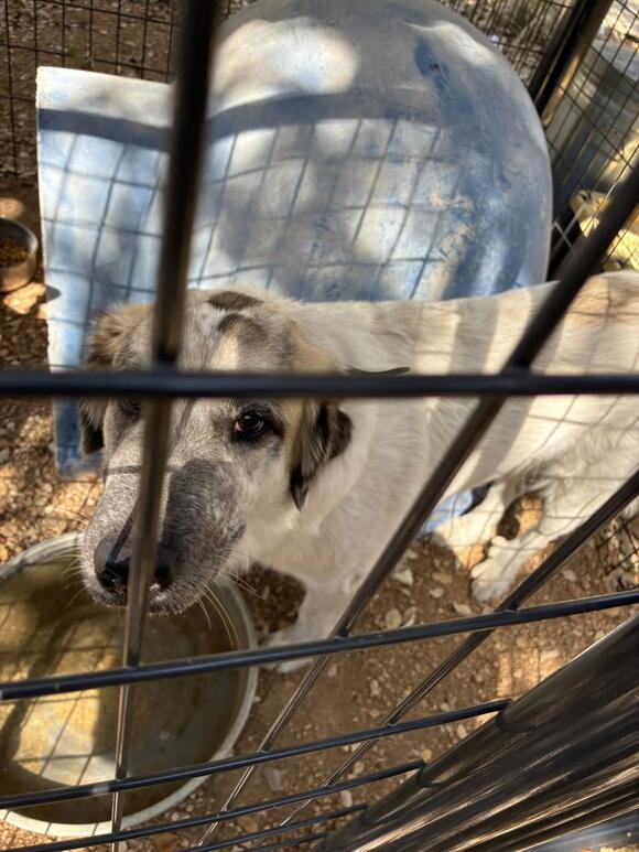 Loose Dogs Reported in Bertram - NewsBreak