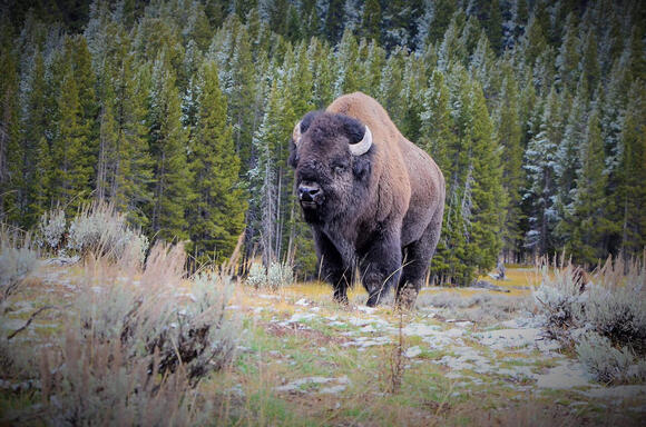 A Bison DNA Bank Is Now Protecting the Species From Extinction - NewsBreak