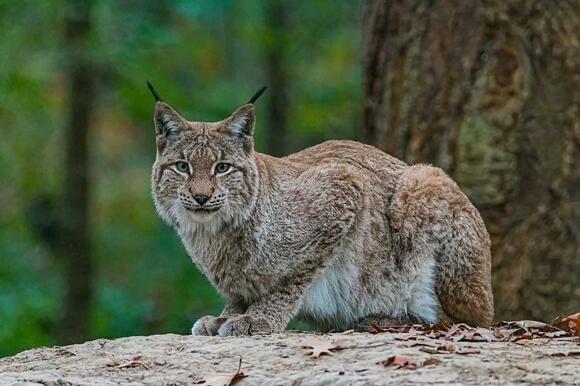 Wild Lynx Spotted for the First Time in a Century - NewsBreak